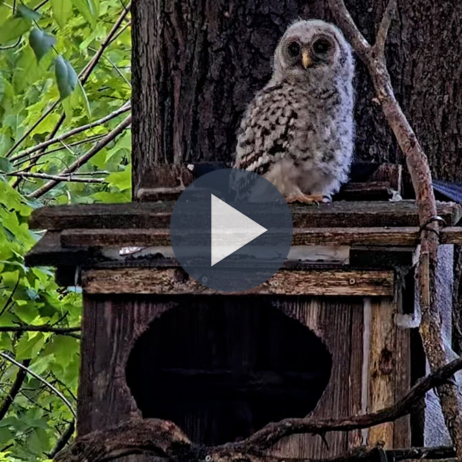Barred Owlets, Artemis And Apollo, Leave The Nest Box | Cornell Lab ...