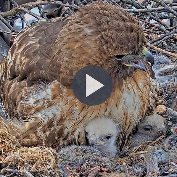 Cornell Hawks Hatch Three Nestlings In 2026 | Cornell Lab Bird Cams