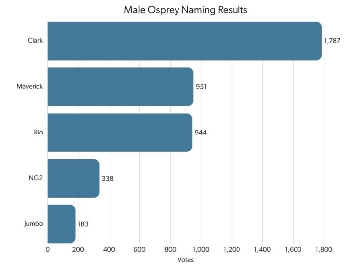 Male From Hellgate Osprey Nest Named "Clark" After Community Vote ...