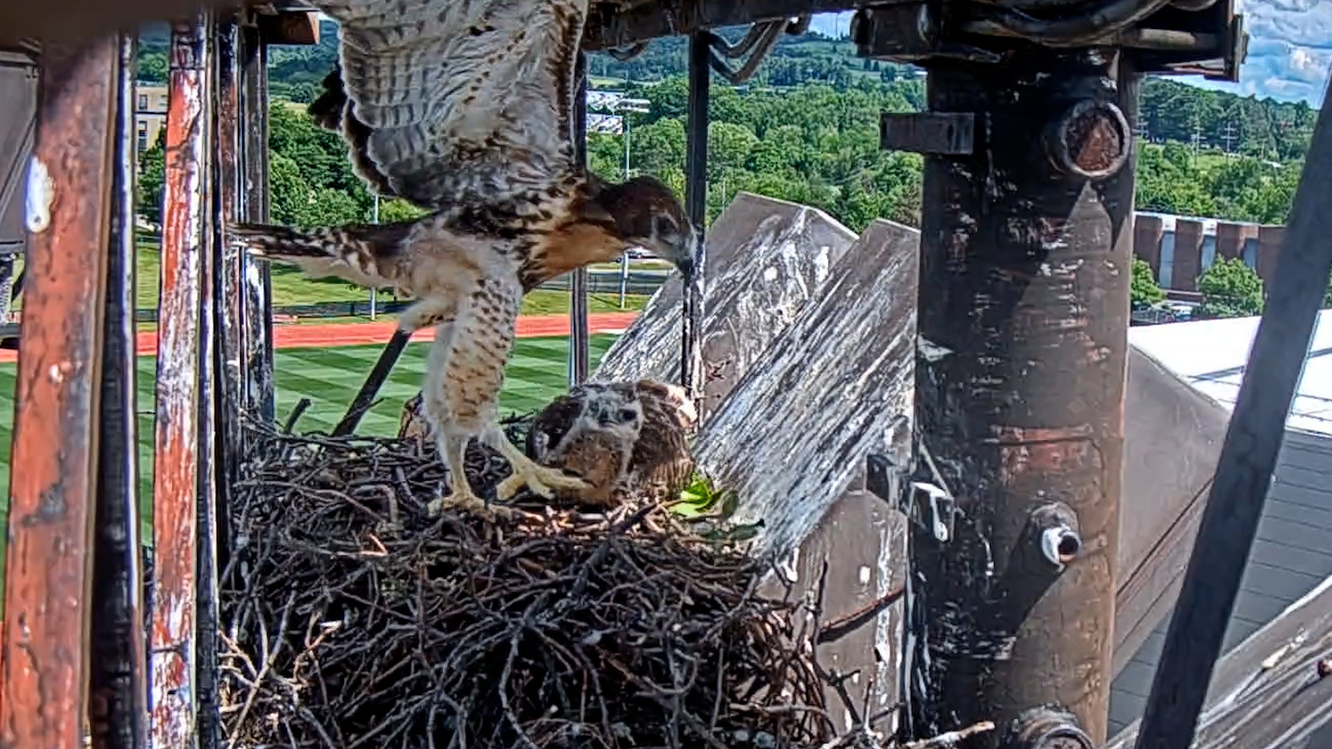 Red-tailed Hawk Chicks Prepare For Liftoff | Cornell Lab Bird Cams