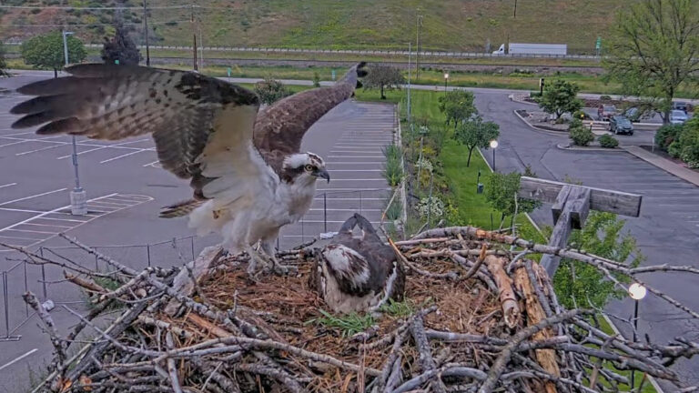 Male From Hellgate Osprey Nest Named "Clark" After Community Vote ...