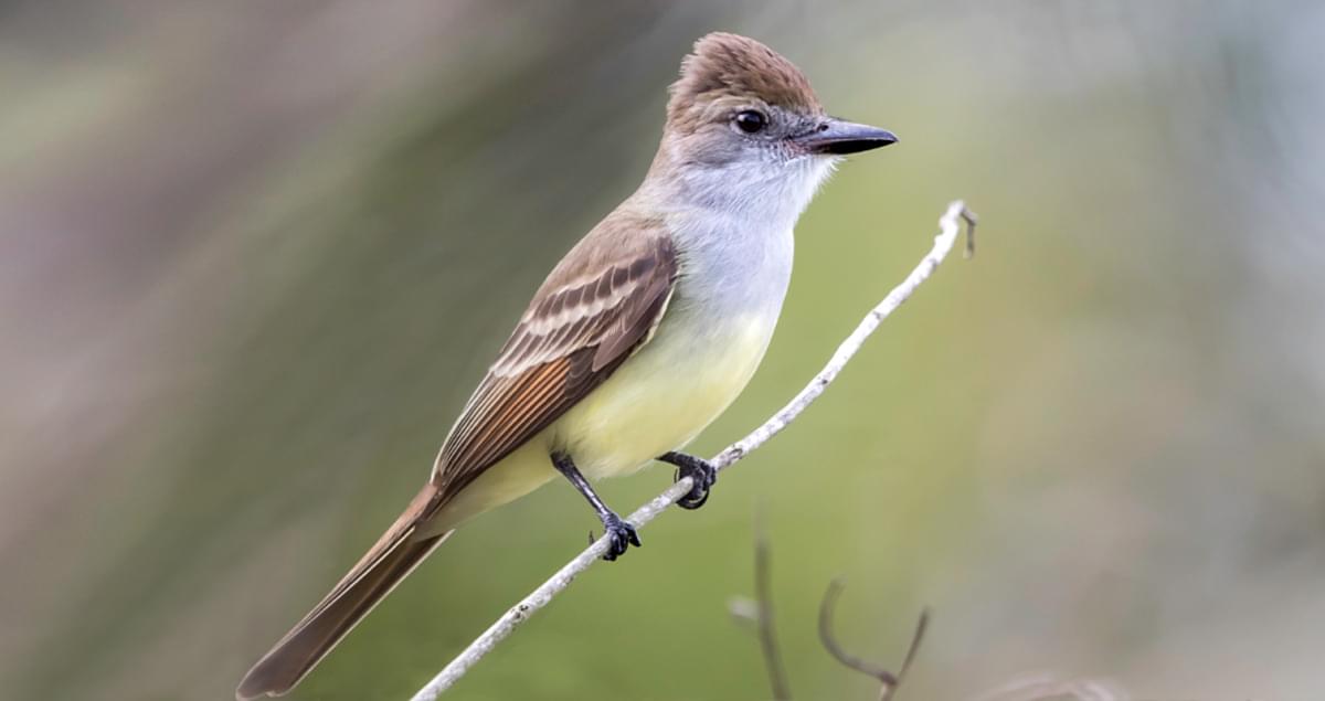 Brown-crested Flycatcher Identification, All About Birds, Cornell Lab ...