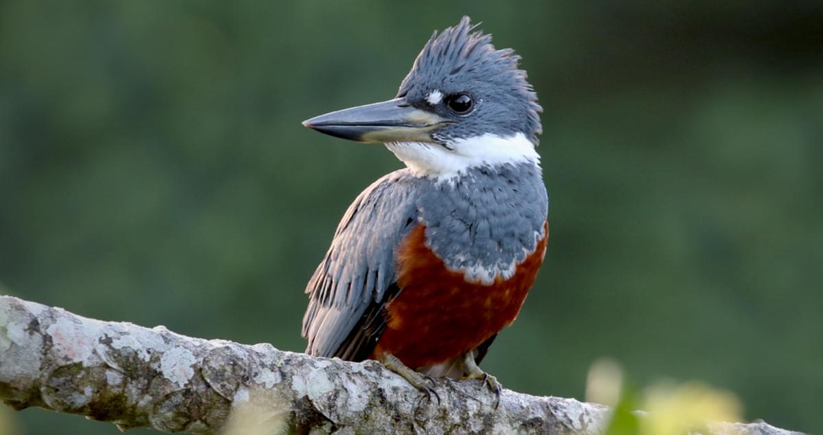 Ringed Kingfisher Overview, All About Birds, Cornell Lab of Ornithology