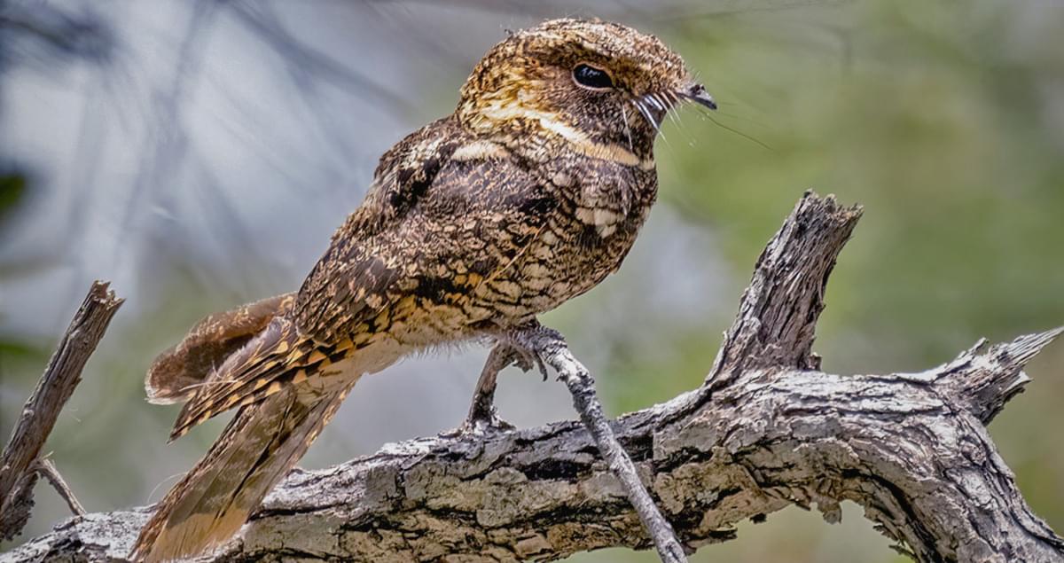 Mexican Whip-poor-will Overview, All About Birds, Cornell Lab of ...