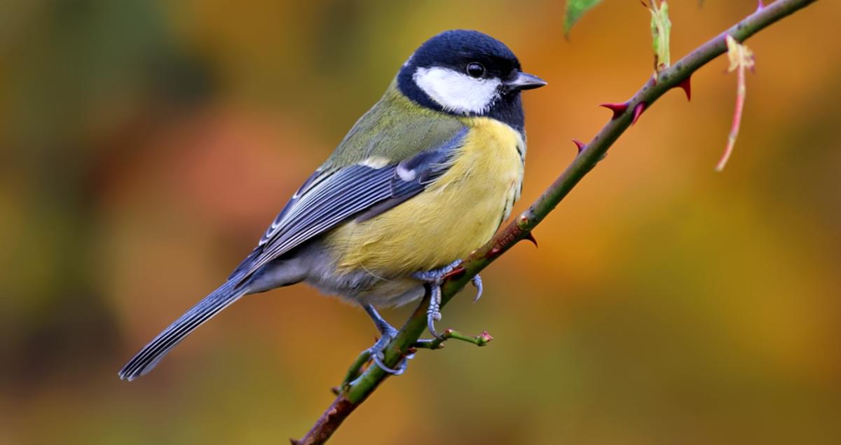 Great Tit Range Map All About Birds Cornell Lab Of Ornithology Great Tit Range Map All About Birds Cornell Lab Of Ornithology