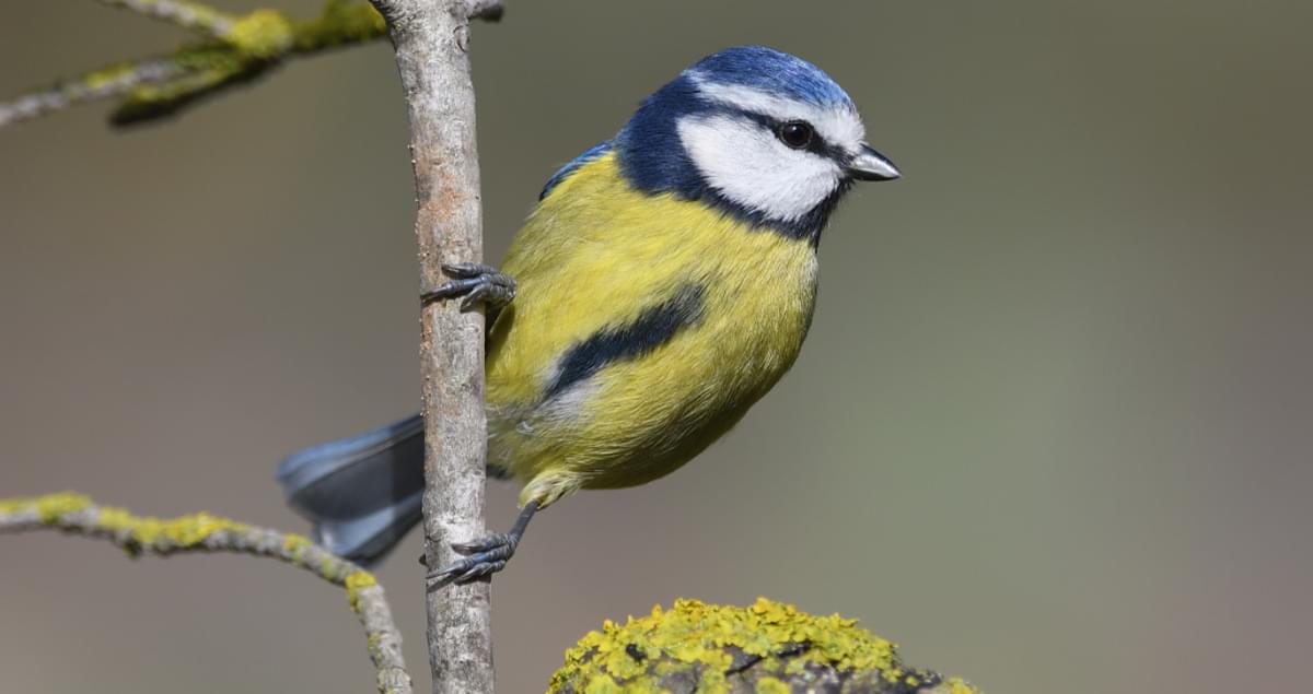 Eurasian Blue Tit Life History, All About Birds, Cornell Lab of Ornithology