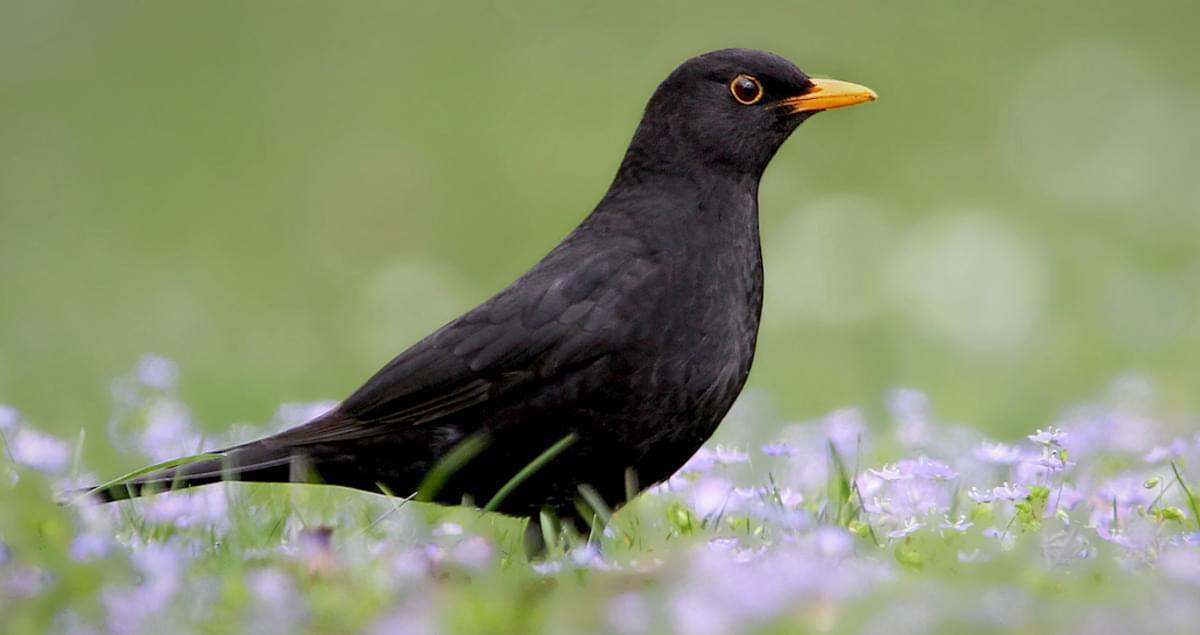Exploring Common Behaviors of the Blackbird: Insights into Their ...