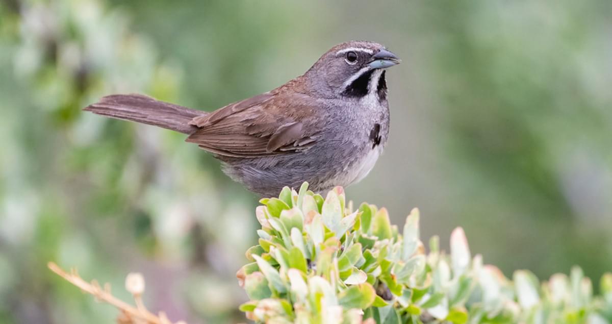 Five-striped Sparrow Range Map, All About Birds, Cornell Lab of Ornithology