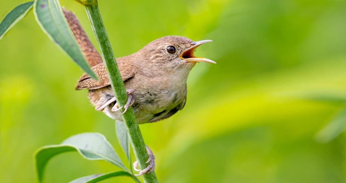 Northern House Wren Identification, All About Birds, Cornell Lab of ...
