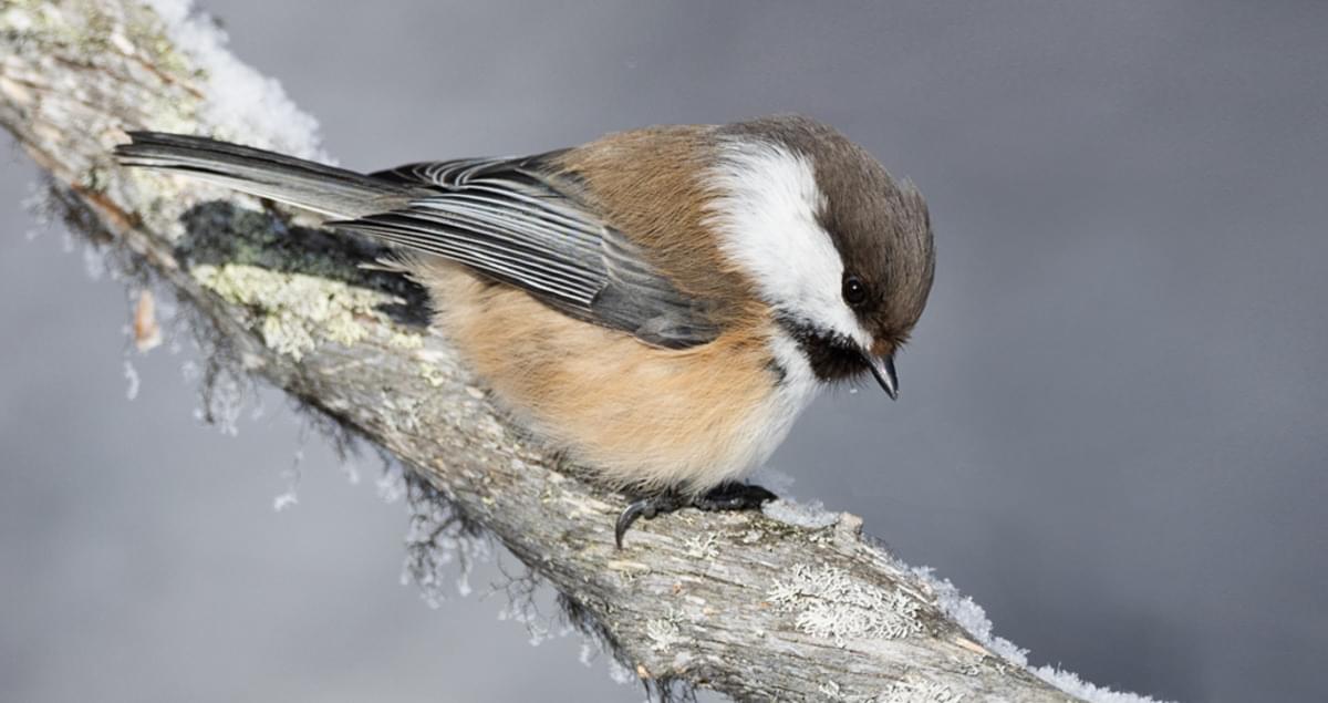 Gray-headed Chickadee Overview, All About Birds, Cornell Lab of Ornithology