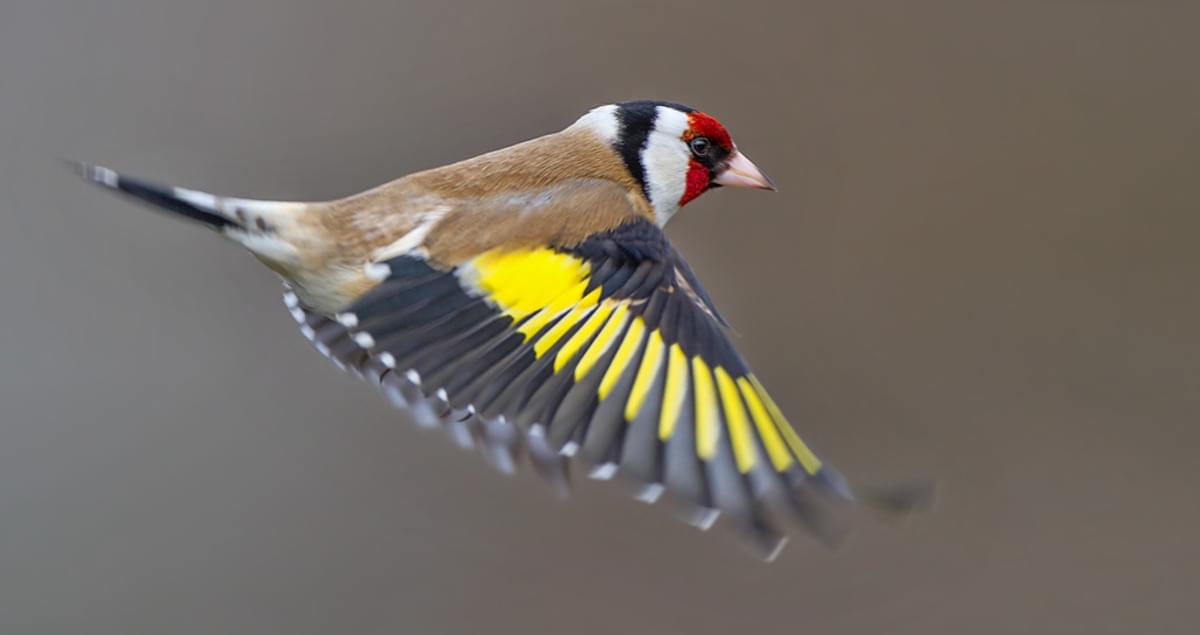 European Goldfinch Range Map, All About Birds, Cornell Lab of Ornithology