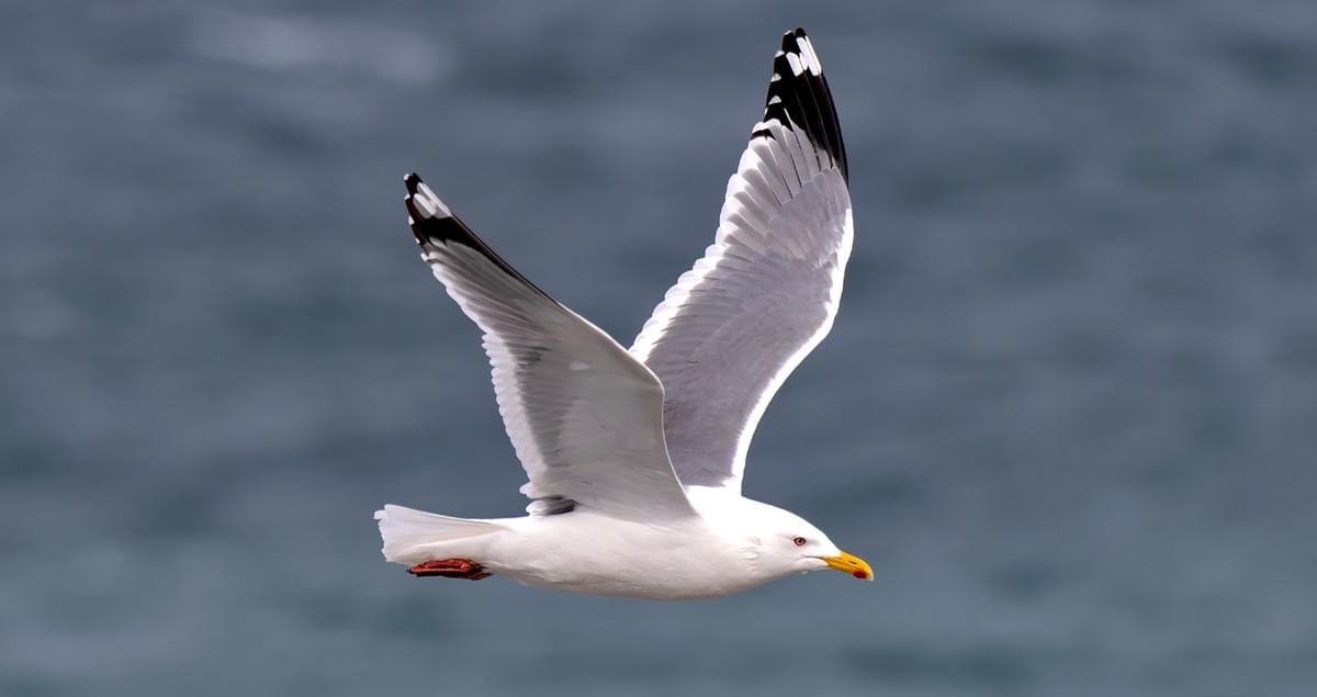 Vega Gull Overview, All About Birds, Cornell Lab of Ornithology