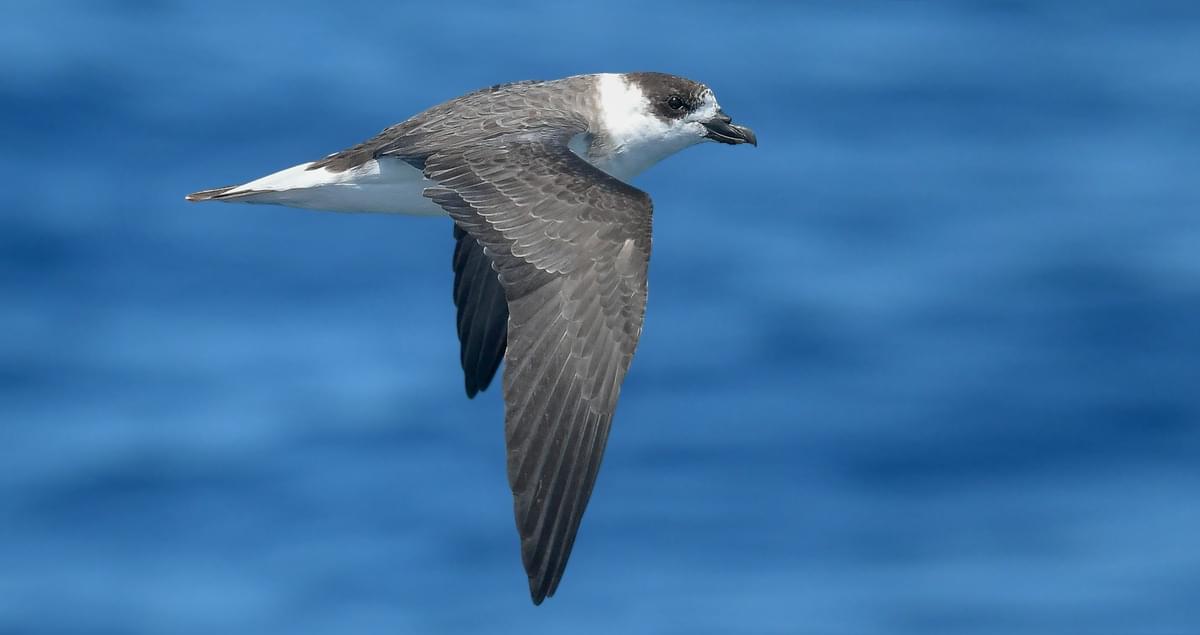 Photos and Videos for Black-capped Petrel, All About Birds, Cornell Lab ...