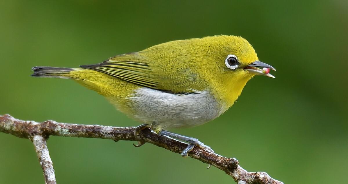 Warbling White-eye Identification, All About Birds, Cornell Lab of ...