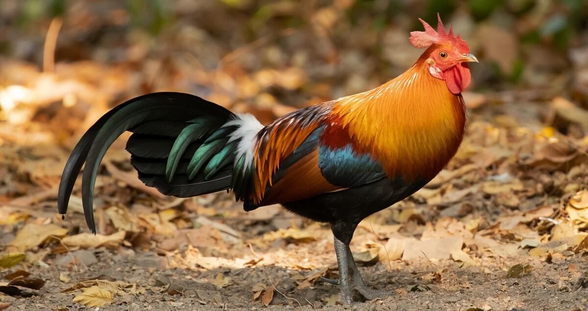 Red Junglefowl Overview, All About Birds, Cornell Lab of Ornithology