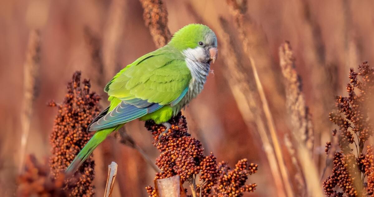 Monk Parakeet Overview, All About Birds, Cornell Lab of Ornithology