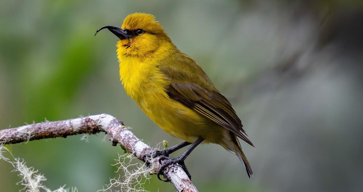 Photos and Videos for Akiapolaau, All About Birds, Cornell Lab of ...