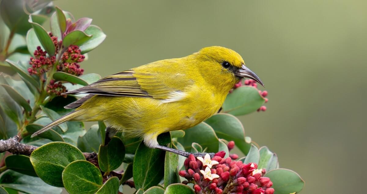 Similar Species to Hawaii Amakihi, All About Birds, Cornell Lab of Ornithology