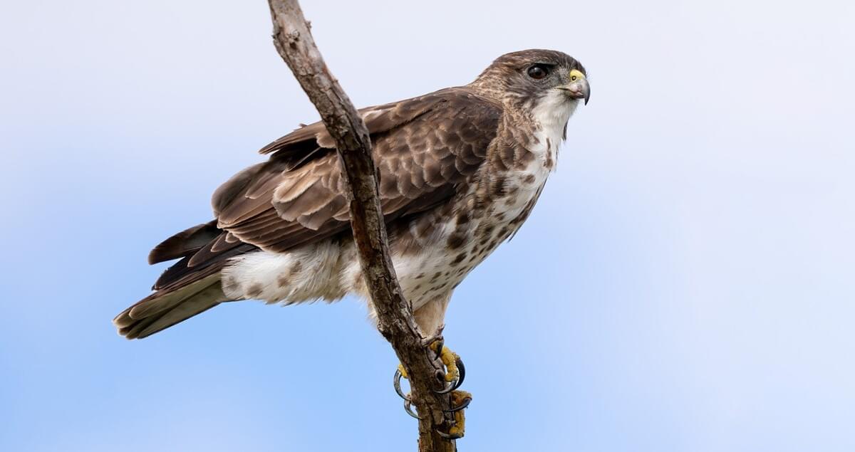 Hawaiian Hawk Overview, All About Birds, Cornell Lab of Ornithology