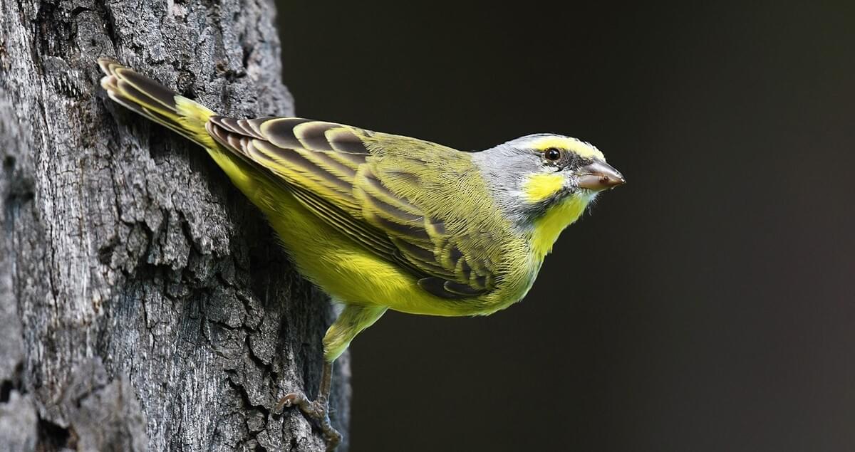 Yellow-fronted Canary Overview, All About Birds, Cornell Lab of Ornithology