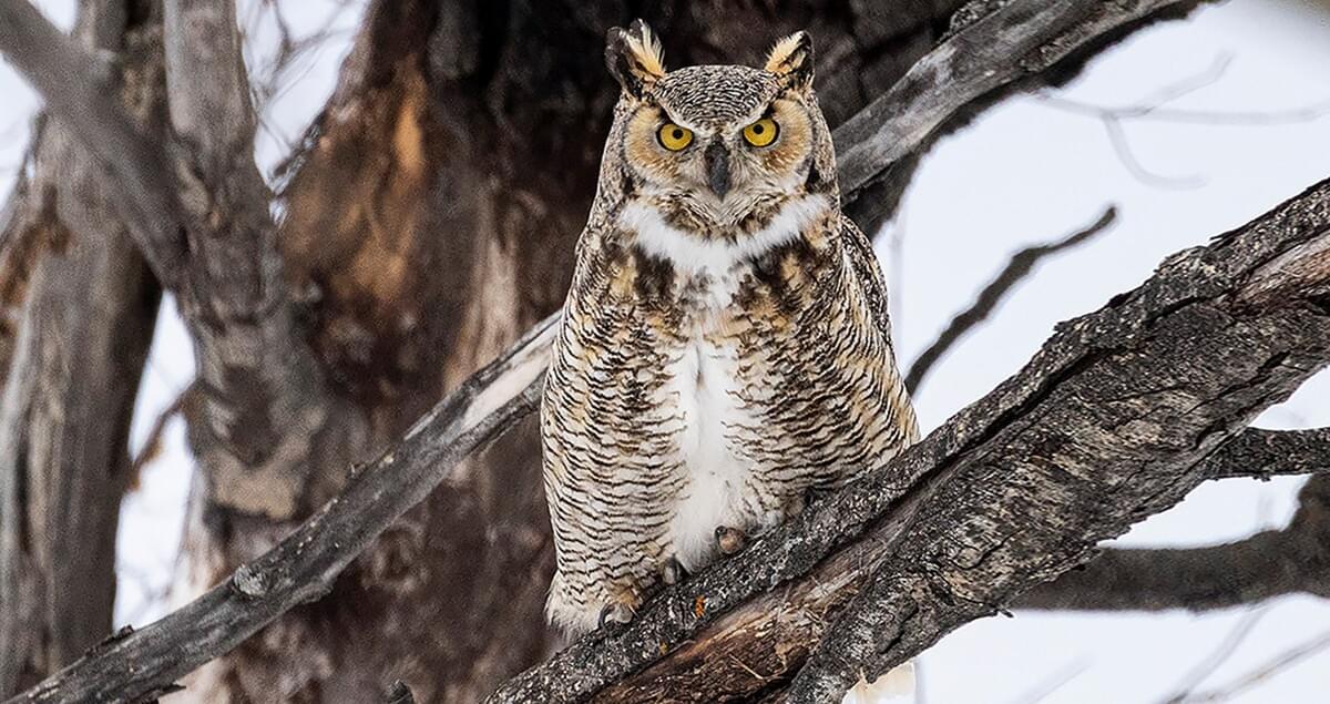 Owl Full Form