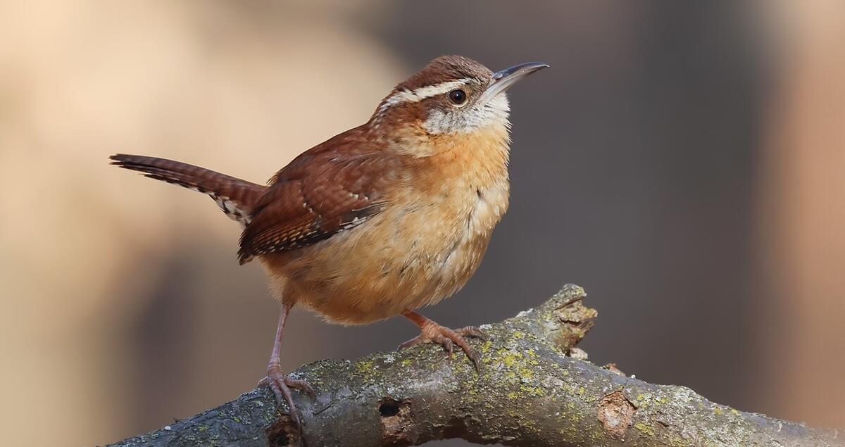 Carolina Wren Identification, All About Birds, Cornell Lab of Ornithology