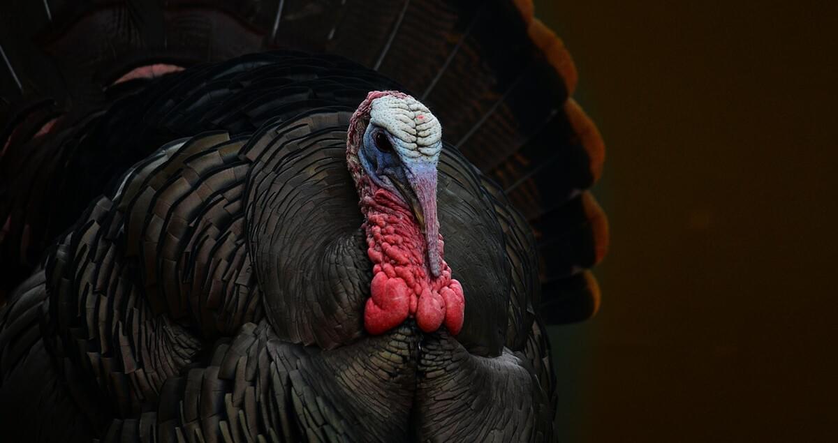 Wild Turkey Identification, All About Birds, Cornell Lab of Ornithology
