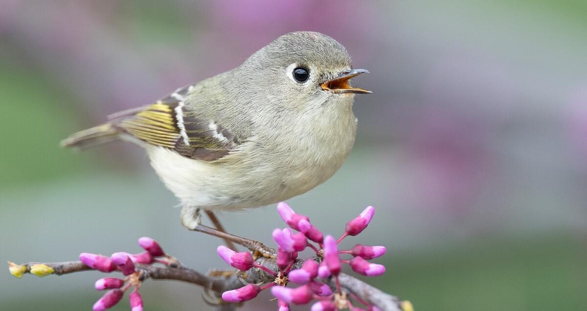 Ruby-crowned Kinglet Identification, All About Birds, Cornell Lab of ...