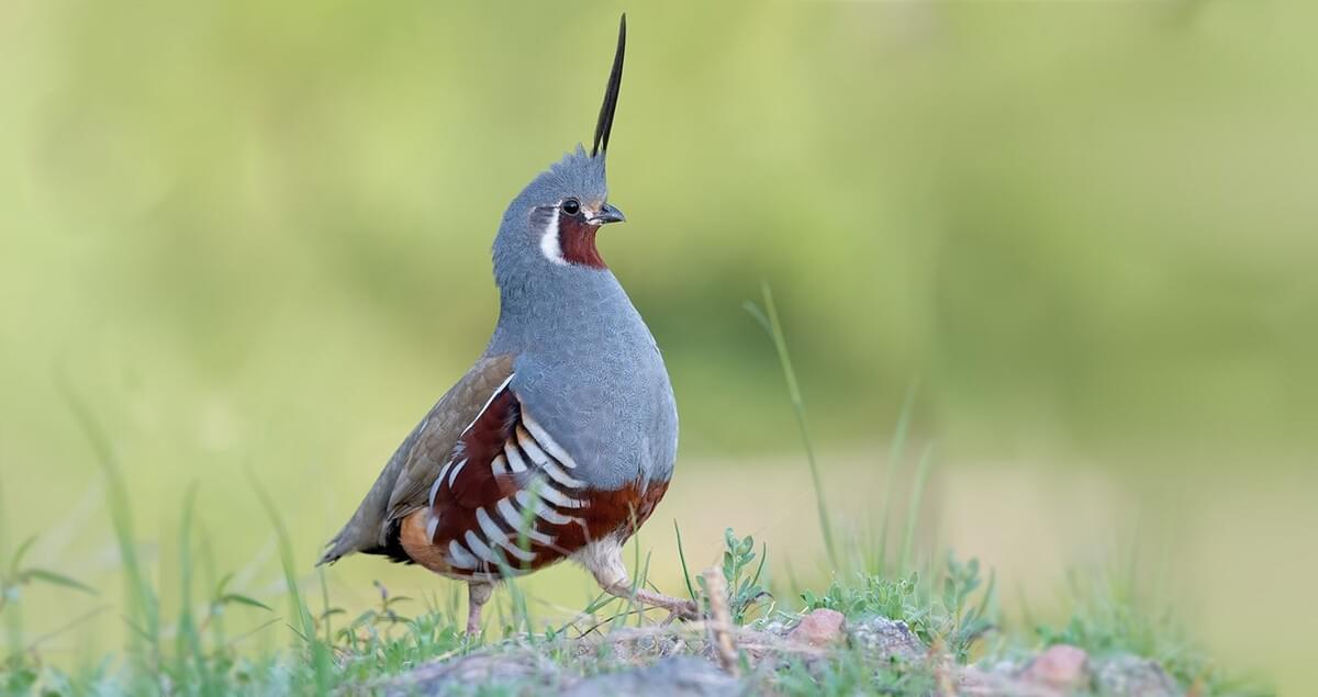 Mountain Quail Identification, All About Birds, Cornell Lab of Ornithology