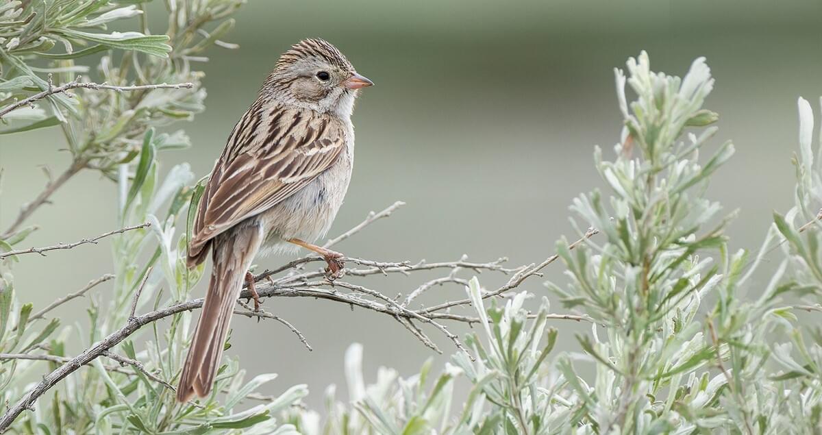 Brewer's Sparrow Overview, All About Birds, Cornell Lab of Ornithology