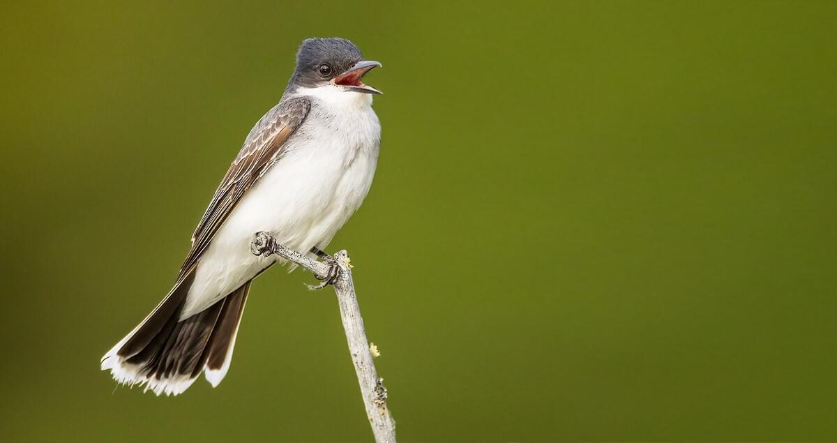 Eastern Kingbird Identification, All About Birds, Cornell Lab of ...