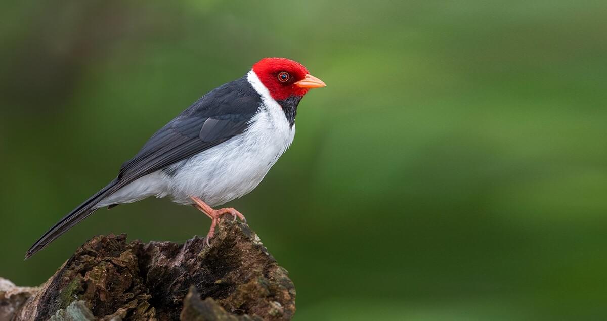 Yellow-billed Cardinal Range Map, All About Birds, Cornell Lab of ...