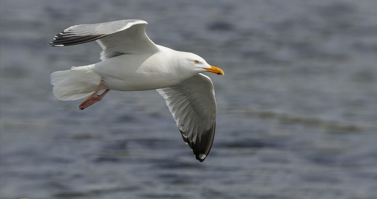 American Herring Gull Range Map, All About Birds, Cornell Lab of ...