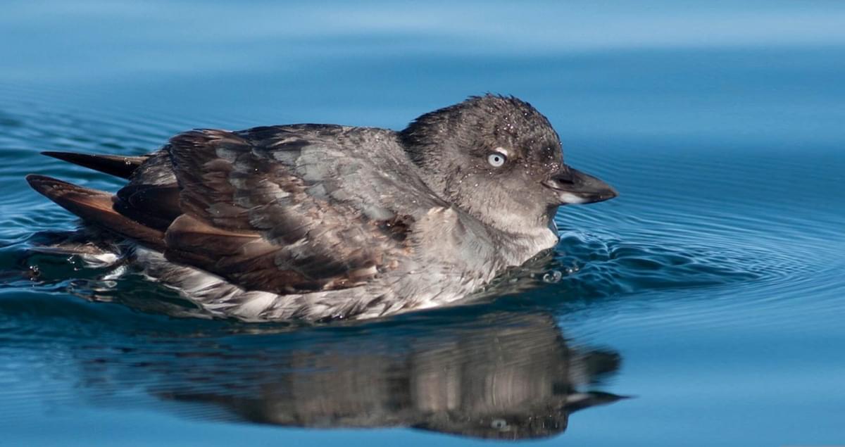 Cassin's Auklet Identification, All About Birds, Cornell Lab of Ornithology