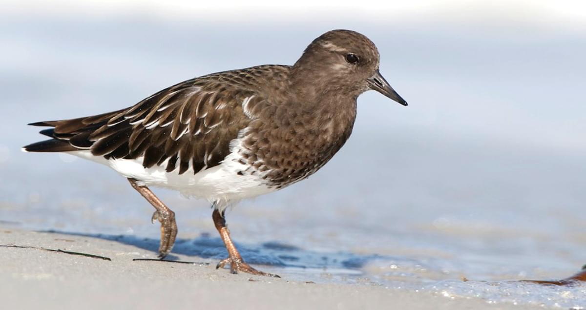 Black Turnstone Overview, All About Birds, Cornell Lab of Ornithology