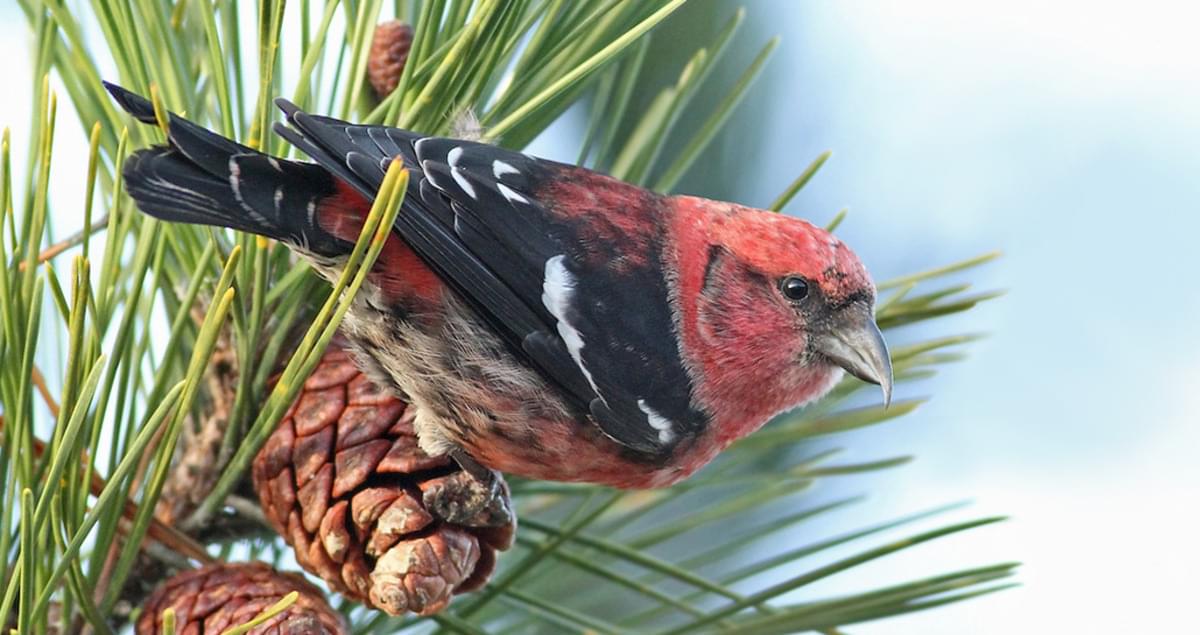 White-winged Crossbill Overview, All About Birds, Cornell Lab of ...