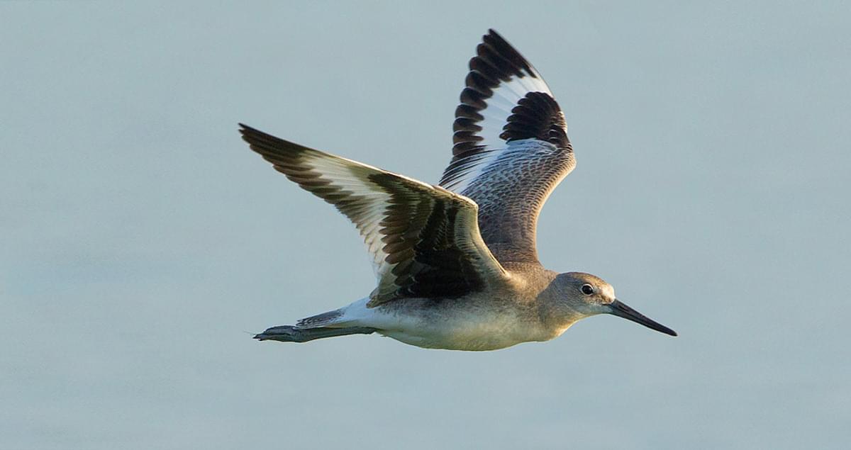 Willet Overview, All About Birds, Cornell Lab of Ornithology