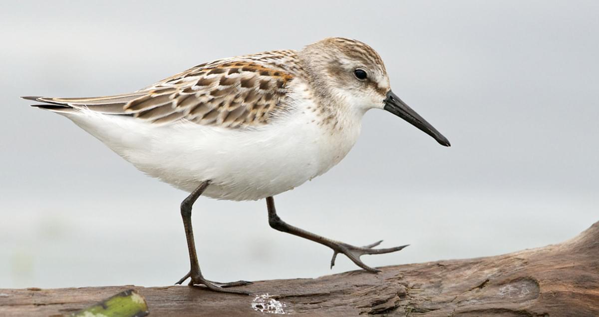 Western Sandpiper Life History, All About Birds, Cornell Lab of Ornithology