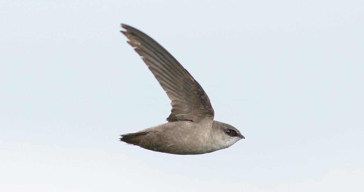 Vaux's Swift Life History, All About Birds, Cornell Lab of Ornithology