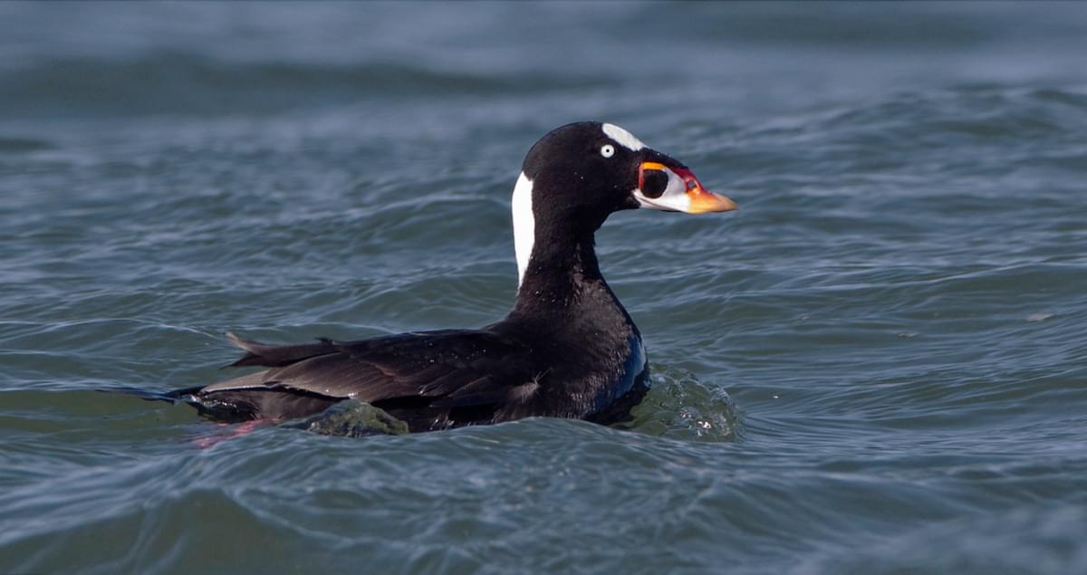 Surf Scoter Identification, All About Birds, Cornell Lab of Ornithology