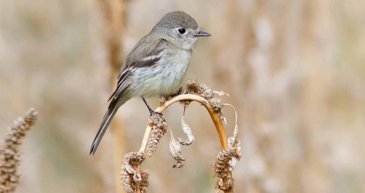 Dusky Flycatcher Identification, All About Birds, Cornell Lab of ...