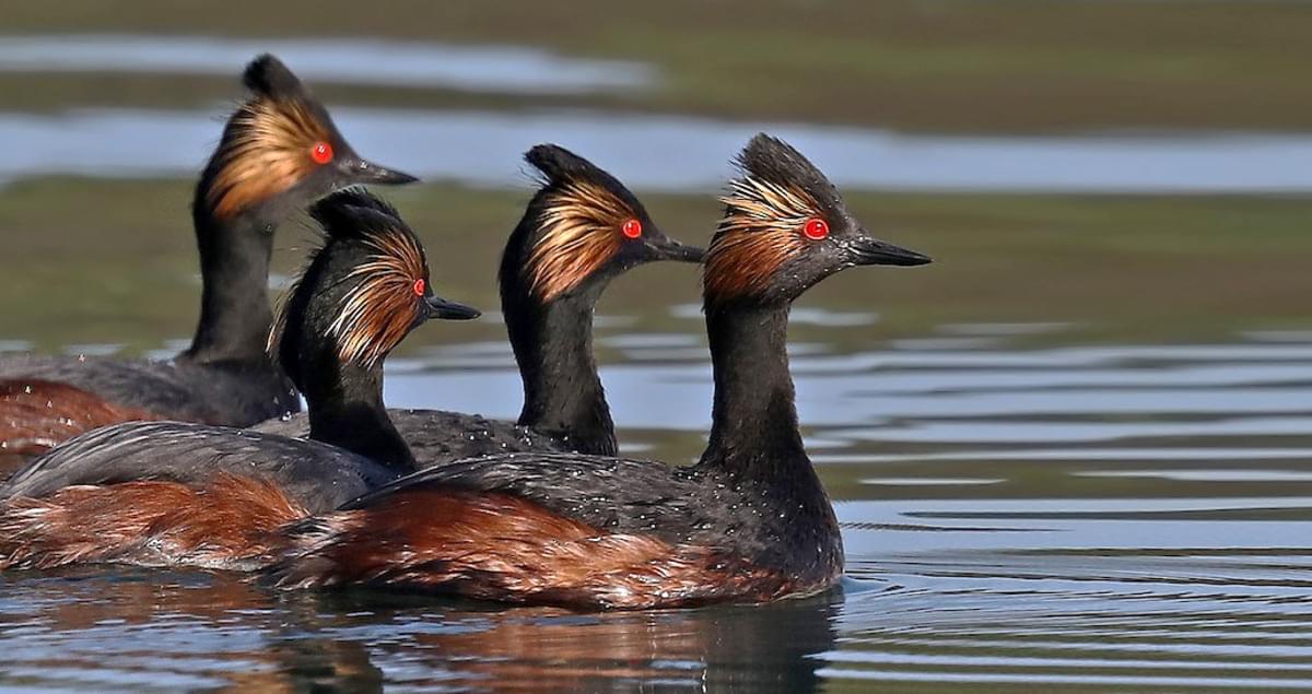 Eared Grebe Winter