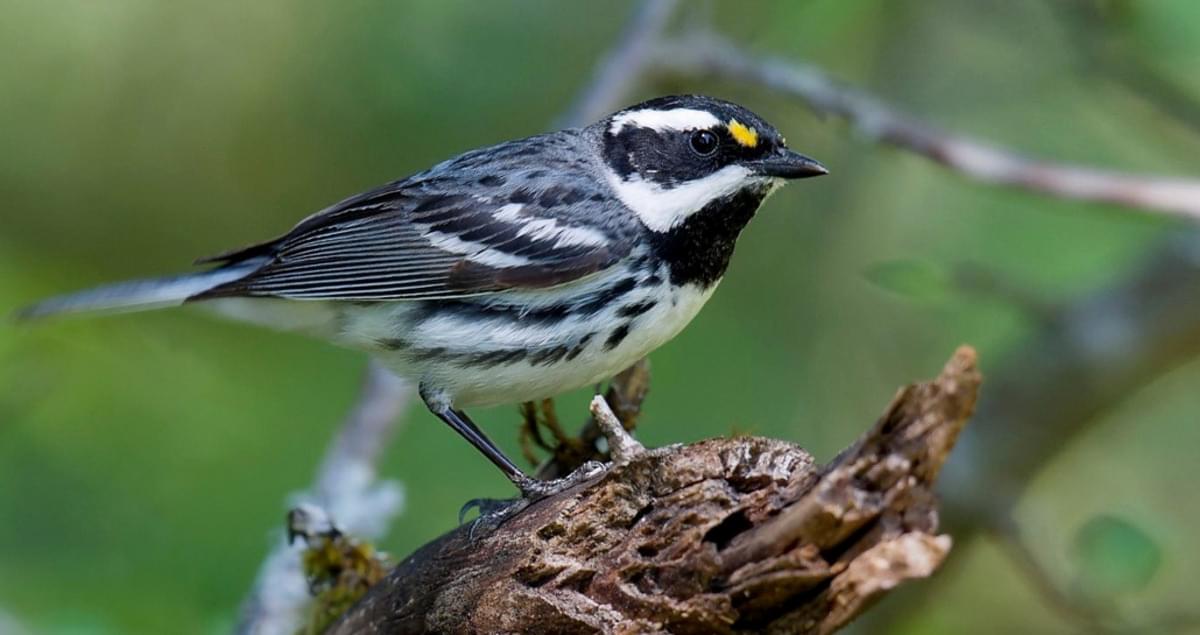 Black-throated Gray Warbler Overview, All About Birds, Cornell Lab of ...
