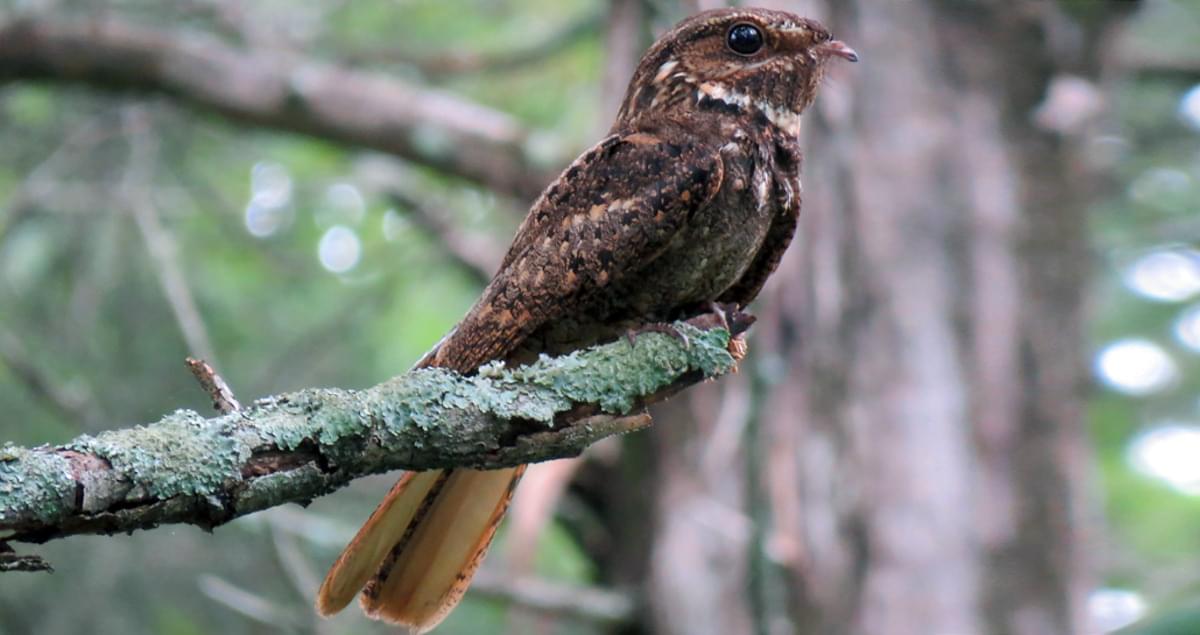 Chuck-will's-widow Identification, All About Birds, Cornell Lab of ...