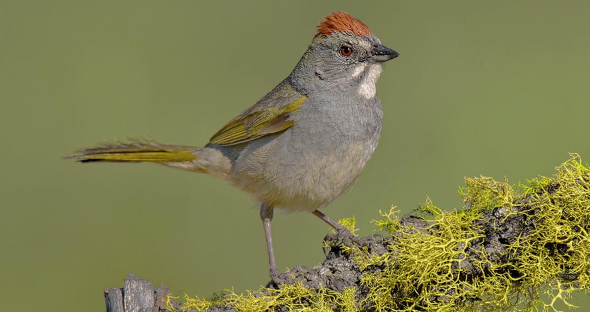 Green-tailed Towhee Identification, All About Birds, Cornell Lab of ...