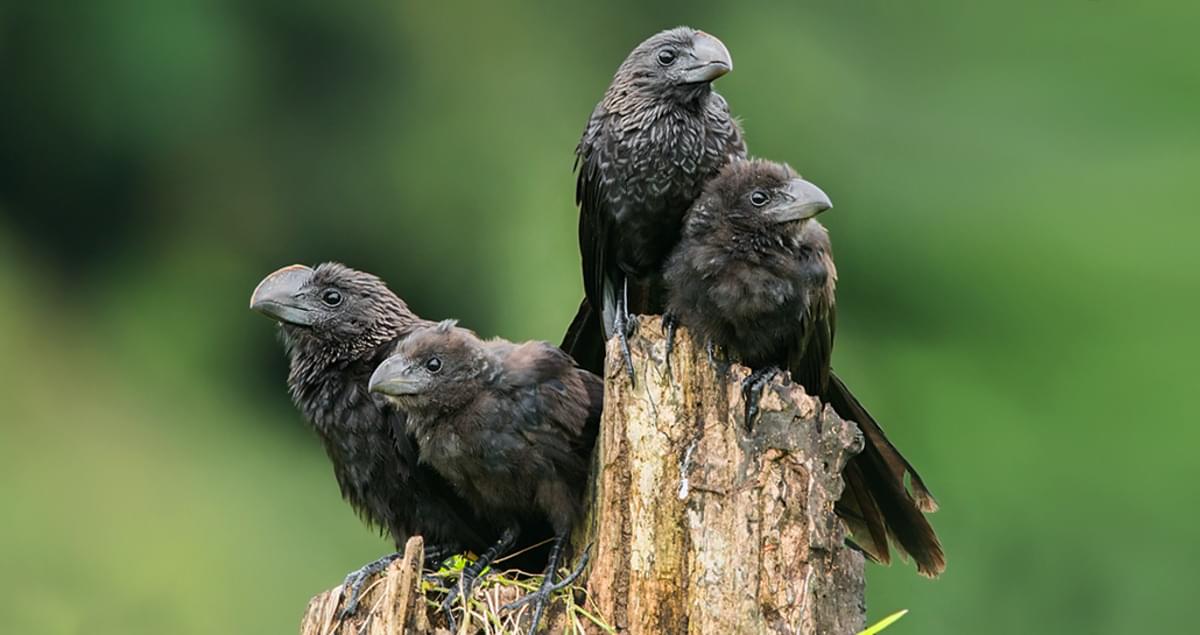 Smooth-billed Ani Life History, All About Birds, Cornell Lab of Ornithology