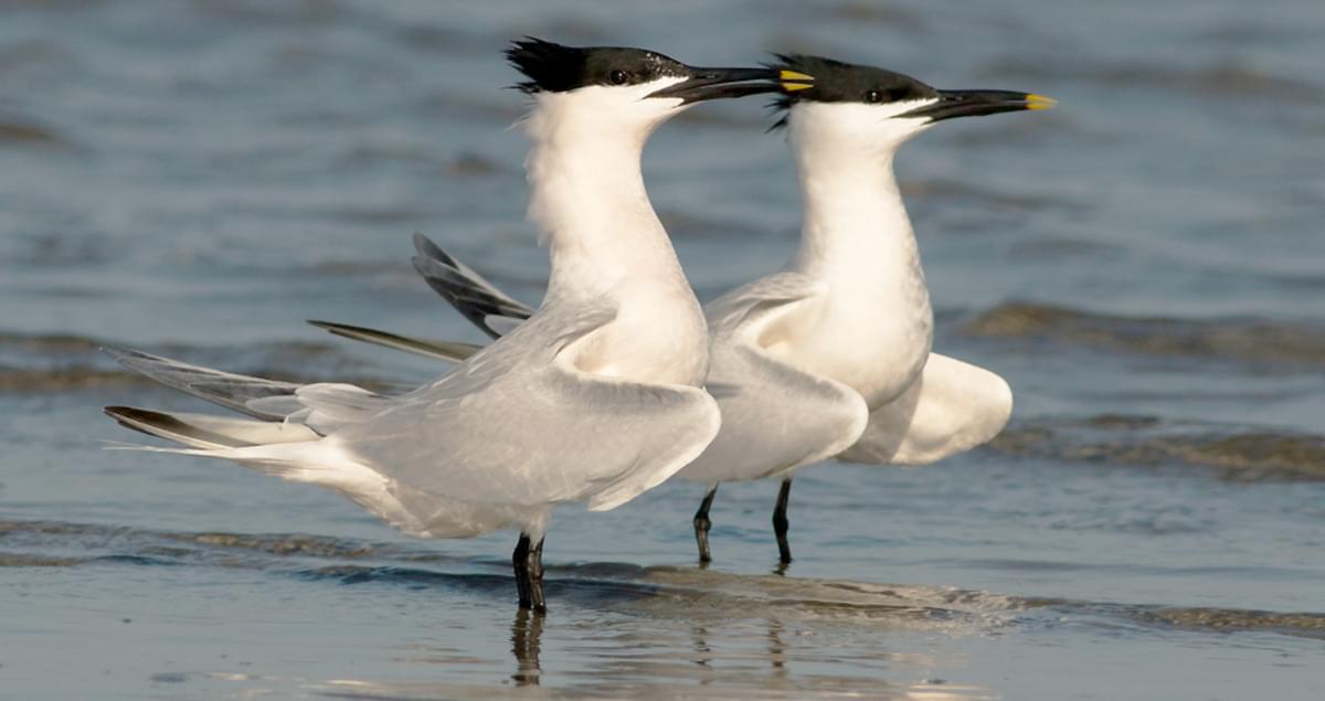 Sandwich Tern Identification All About Birds Cornell Lab Of Ornithology Sandwich Tern Identification All About Birds Cornell Lab Of Ornithology