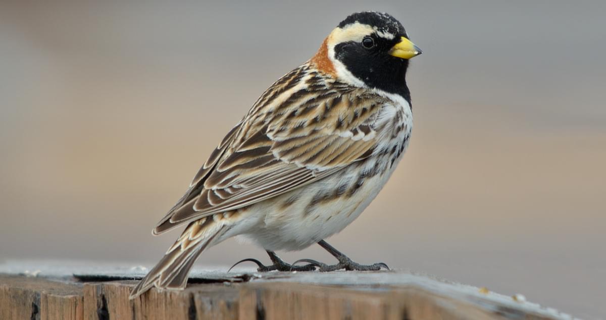 Lapland Longspur Identification, All About Birds, Cornell Lab of ...