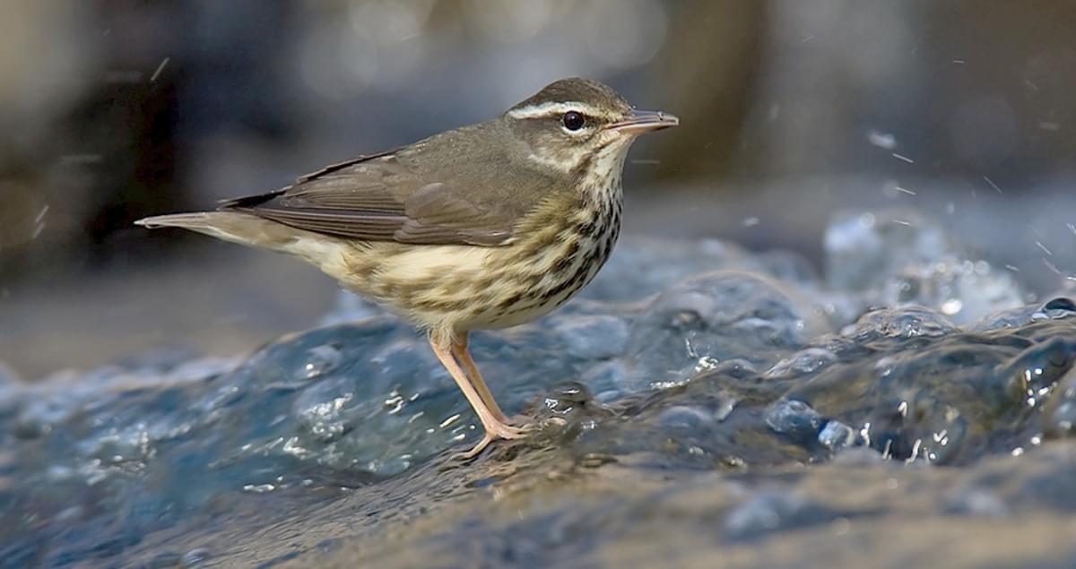 Louisiana Waterthrush Overview, All About Birds, Cornell Lab of Ornithology