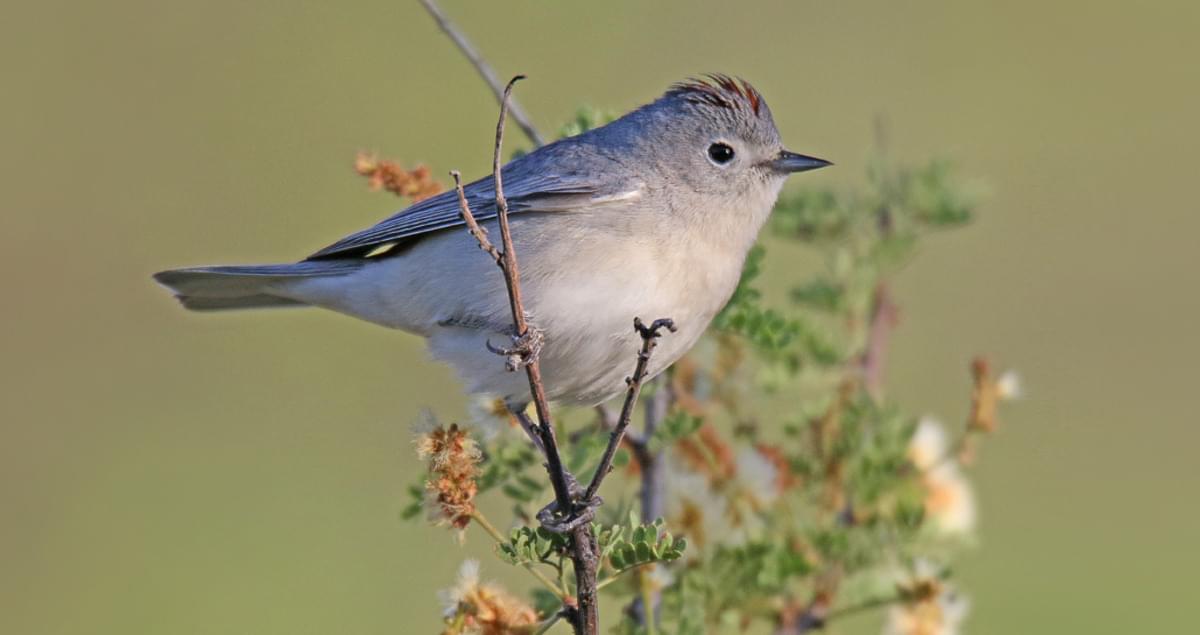 Lucy's Warbler Identification, All About Birds, Cornell Lab of Ornithology